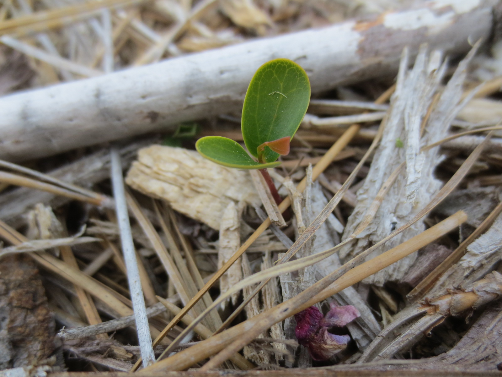 Projects – Delaware Native Plant Society